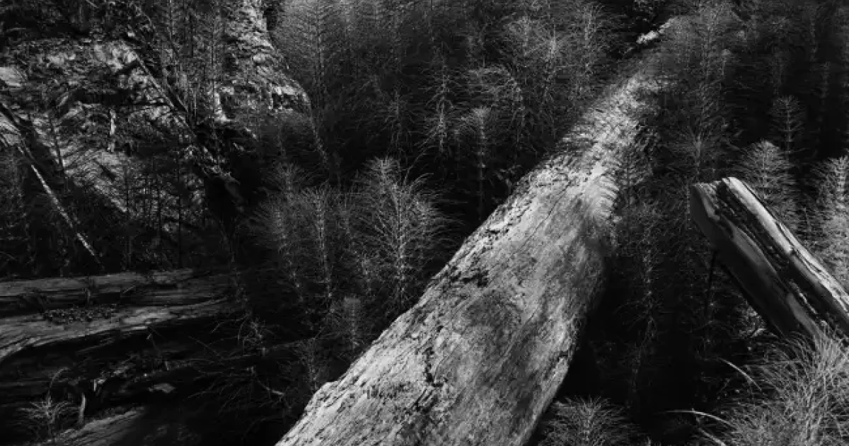 GALLERYPLATFORM.LA | A Beautiful World: The Power of Nature