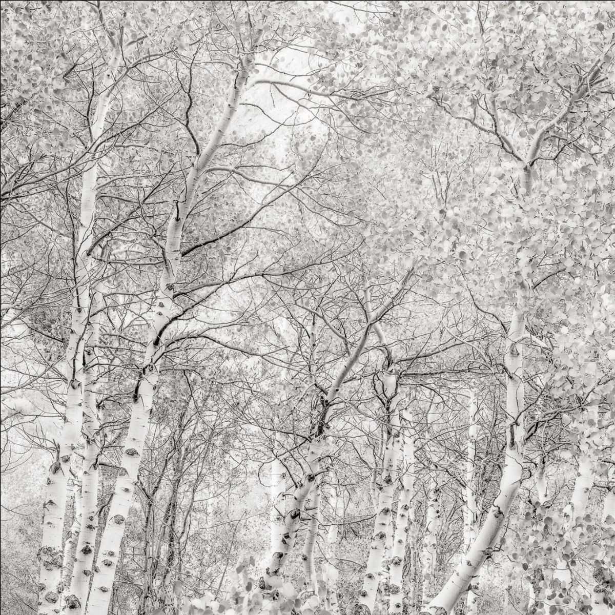 GALLERYPLATFORM.LA | "An Ode to Nature" Photographs by Jeffrey Conley