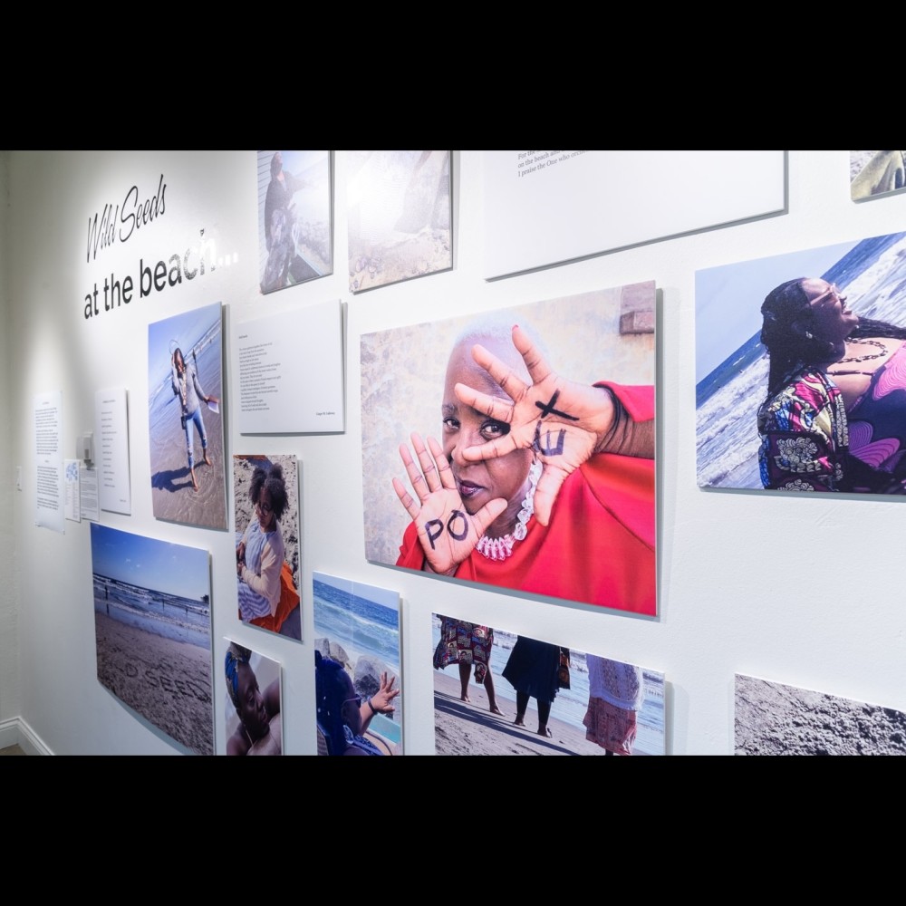 GALLERYPLATFORM.LA | Wild Seeds on the Beach